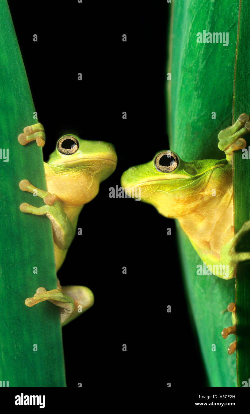 Two tree frogs Stock Photo - Alamy