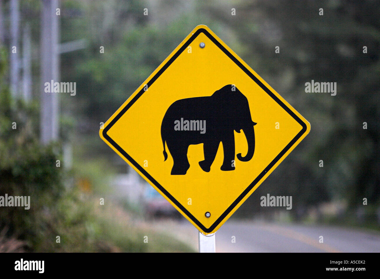 Beware of elephant hi-res stock photography and images - Alamy