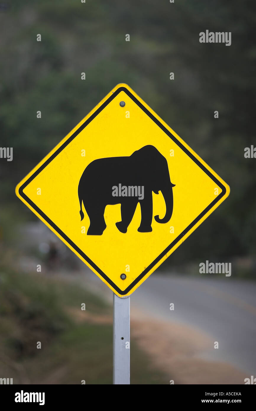 Elephant on road warning sign Phuket Thailand Stock Photo - Alamy