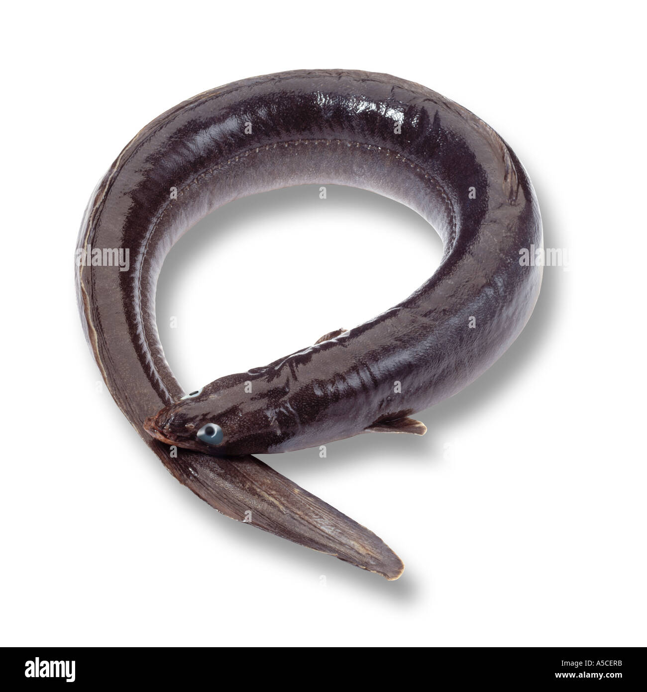 Anguilliformes hi-res stock photography and images - Alamy