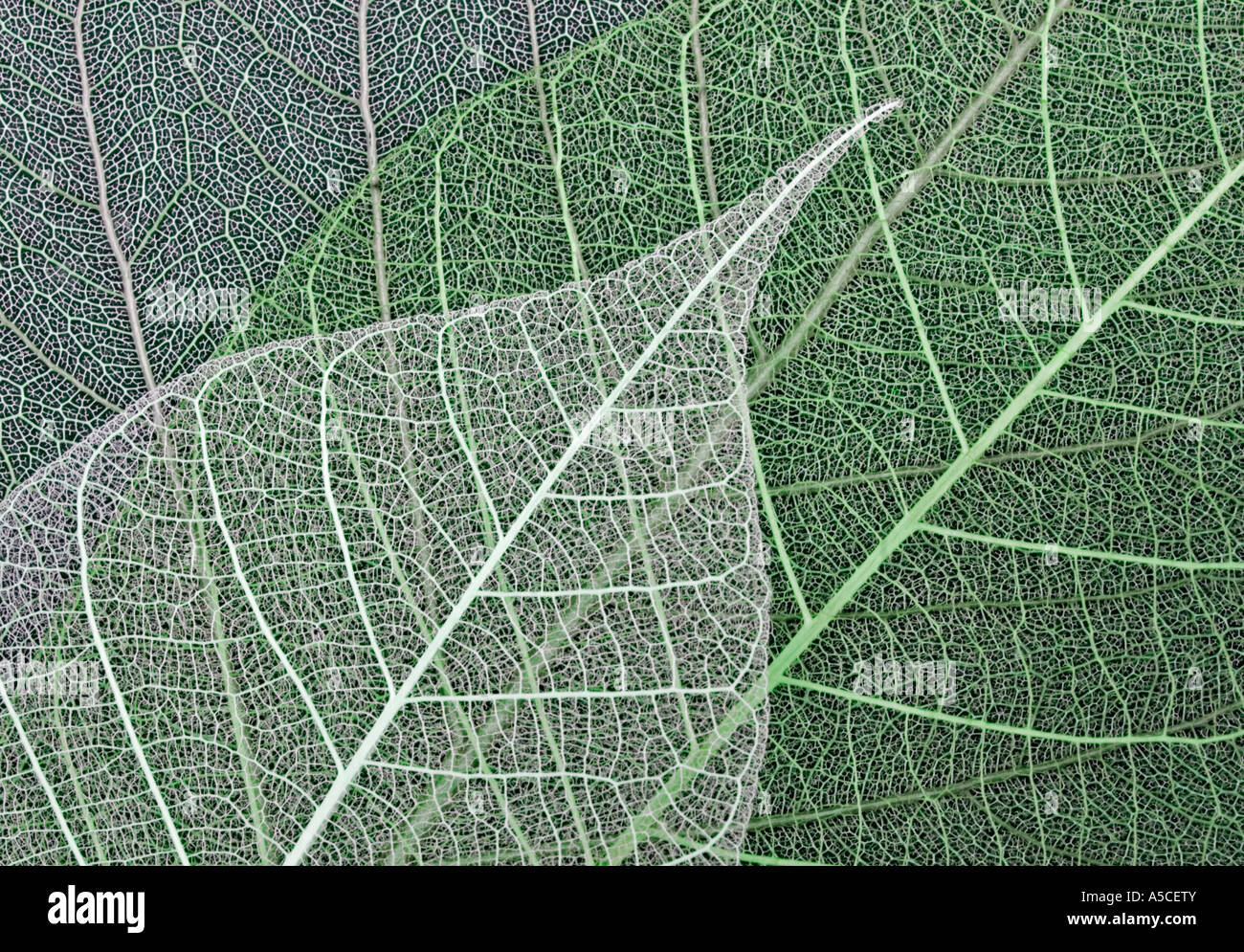Leaves skeleton hi-res stock photography and images - Alamy
