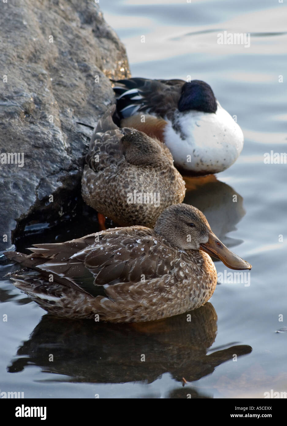 Northern Shoveler Ducks Stock Photo - Alamy