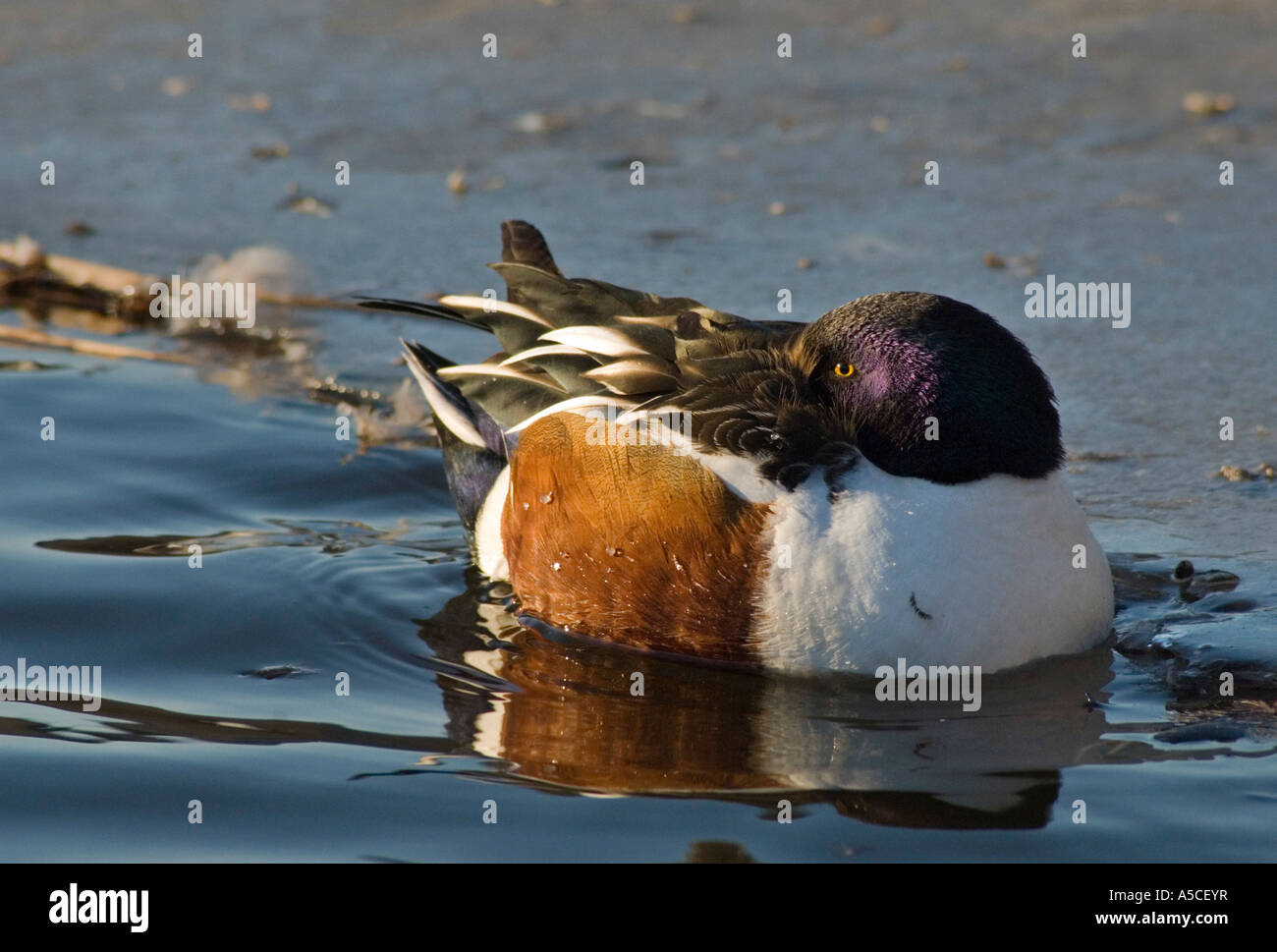 Male Northern Shoveler Duck Stock Photo - Alamy