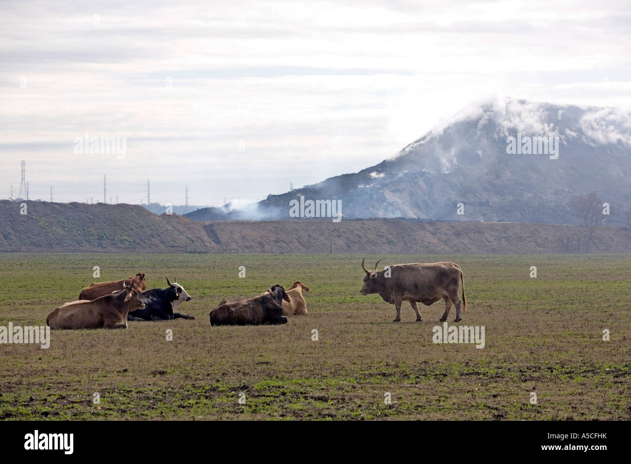 Cattle Class High Resolution Stock Photography and Images - Alamy