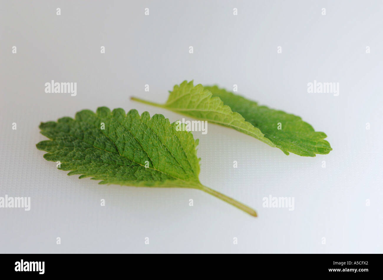 Lemon balm leaves Stock Photo - Alamy