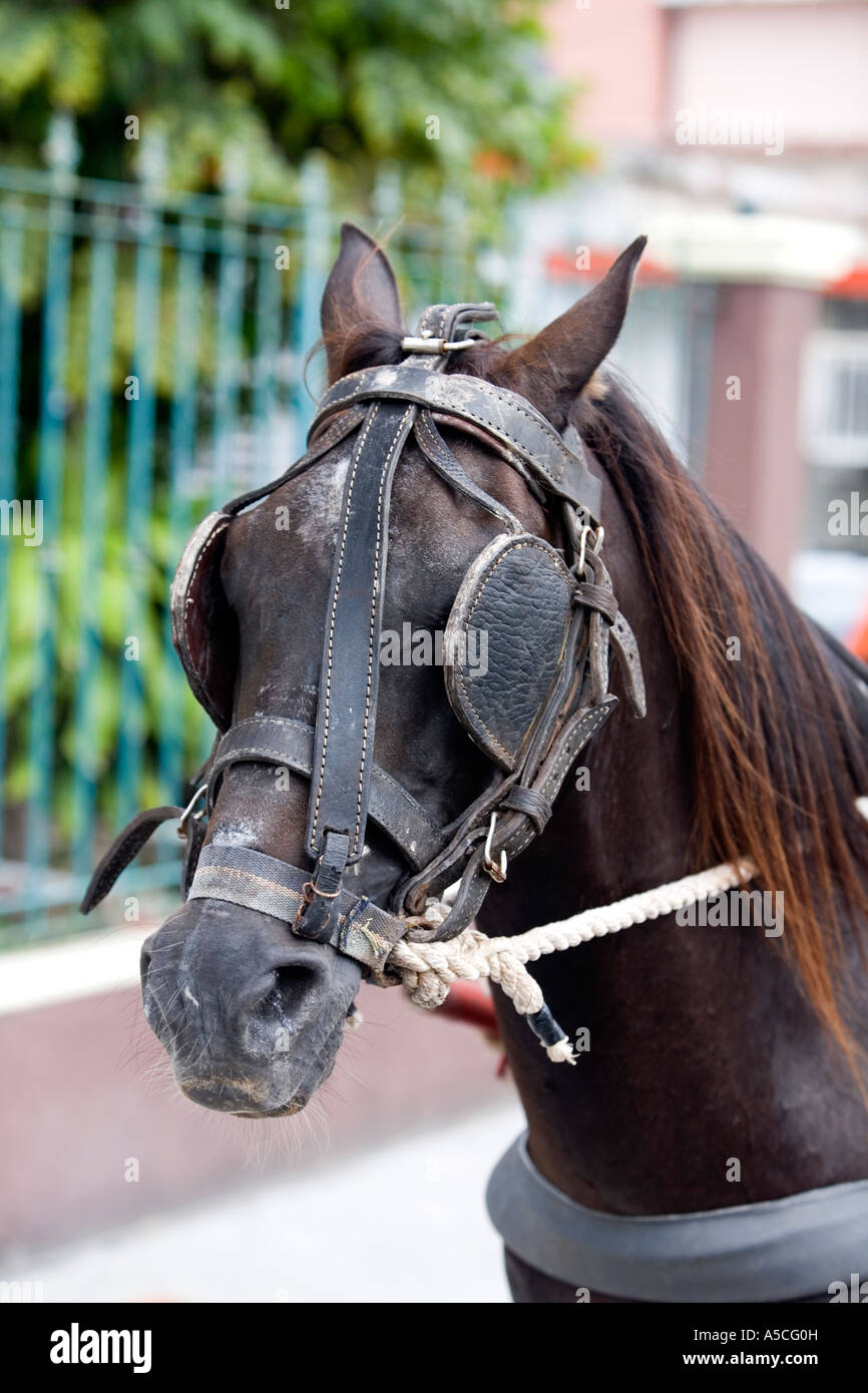 Horse In Blinders Blinders High Resolution Stock Photography and Images ...