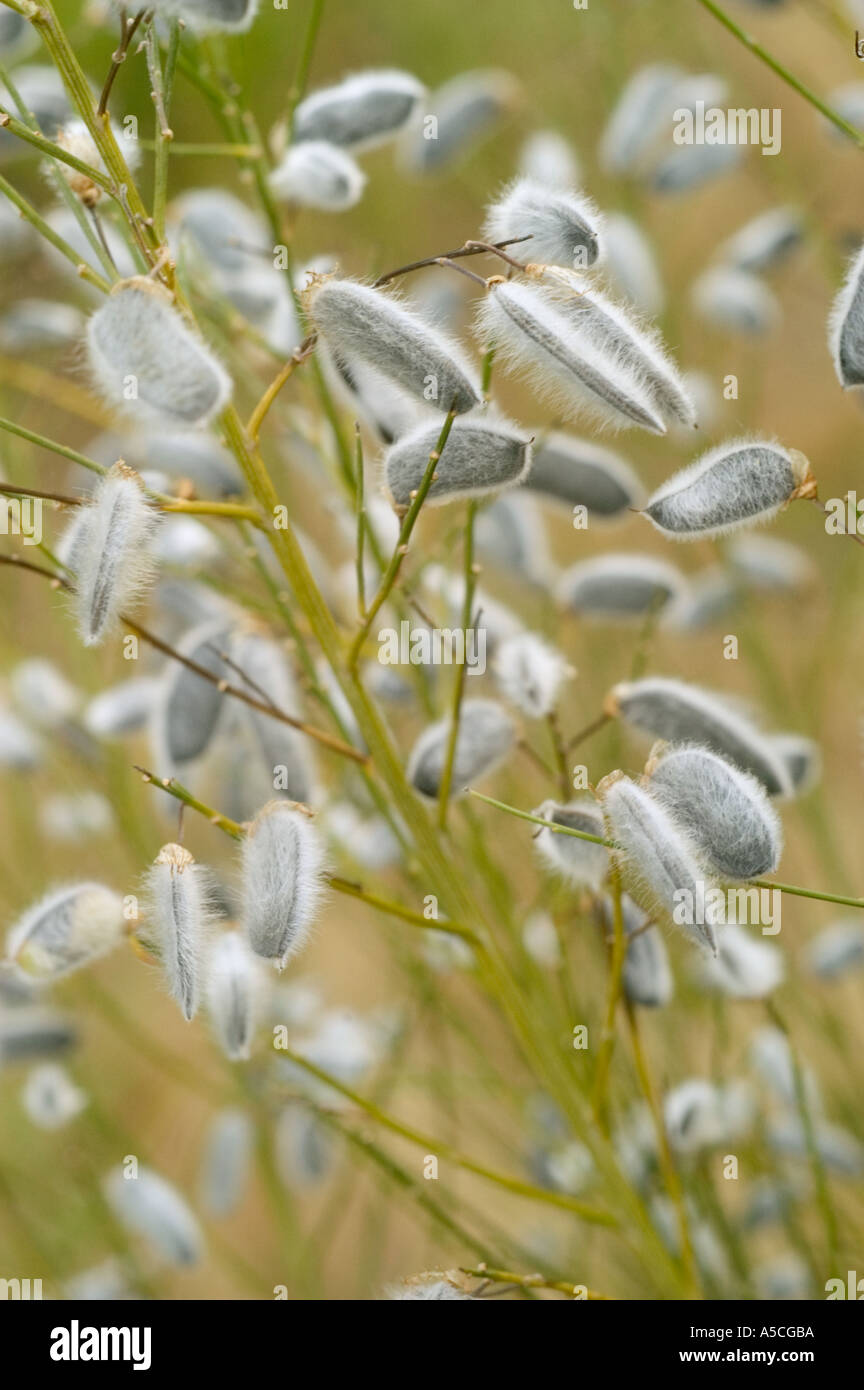 A color vertical image of a plant with many fuzzy seed pods Stock Photo ...