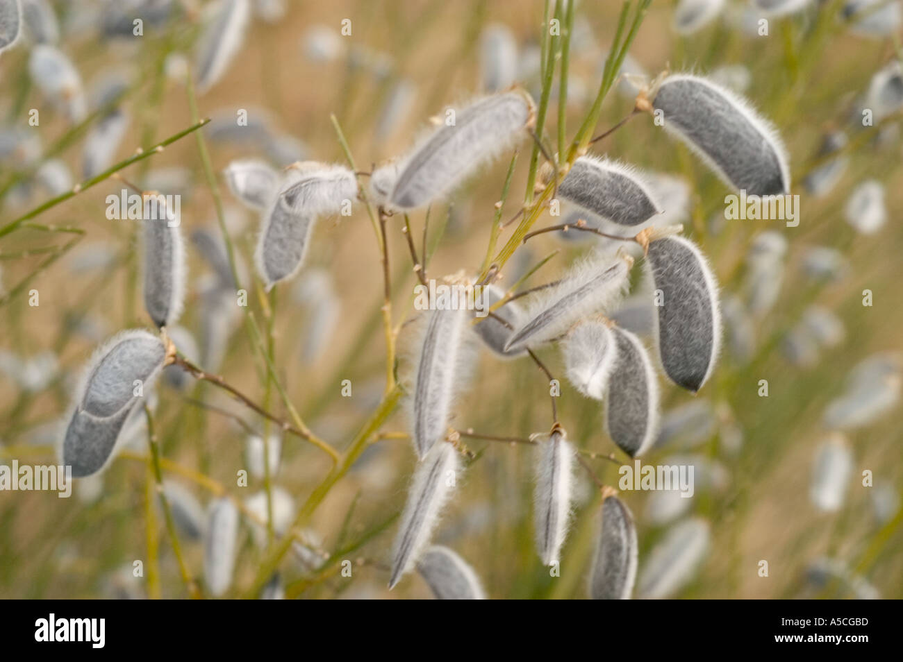 A color horizontal image of a plant with many fuzzy seed pods Stock ...
