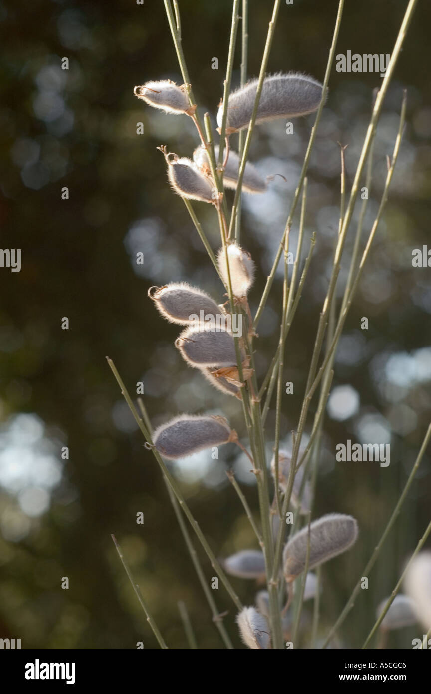 A color vertical image of a plant with many fuzzy seed pods hit by a ...