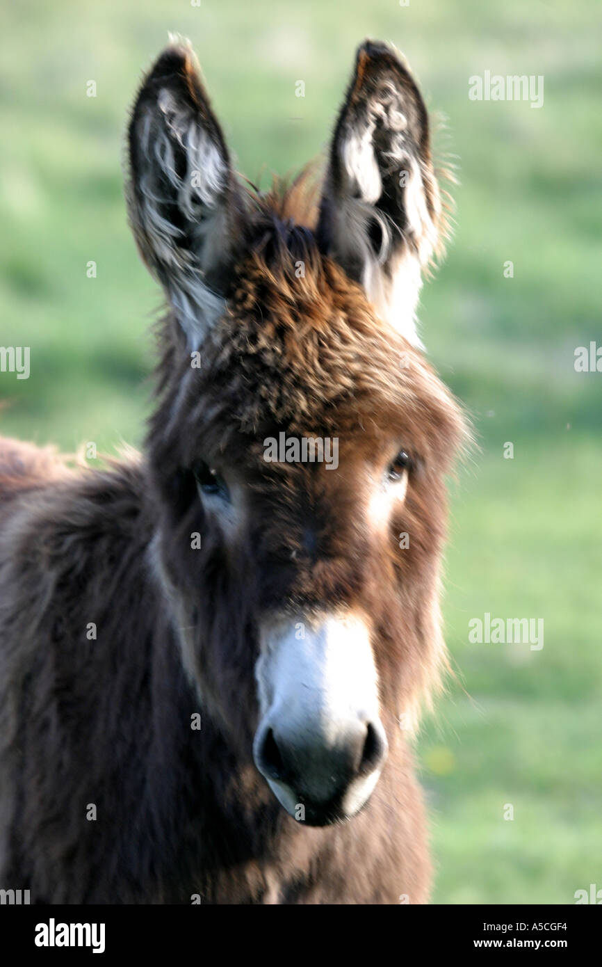 Broken hoof hi-res stock photography and images - Alamy