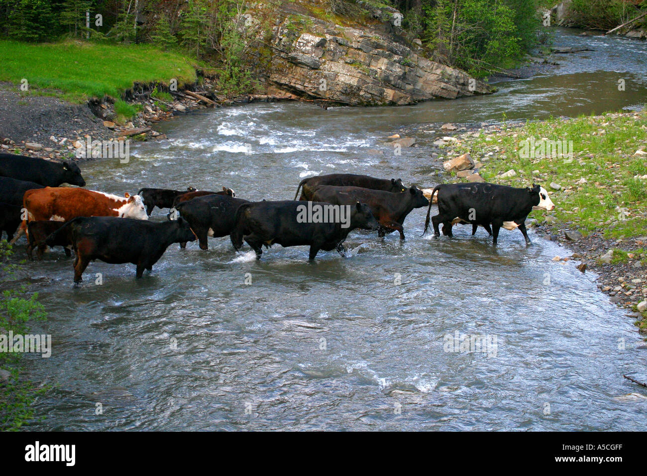 Livestock crossing a stream Stock Photo - Alamy