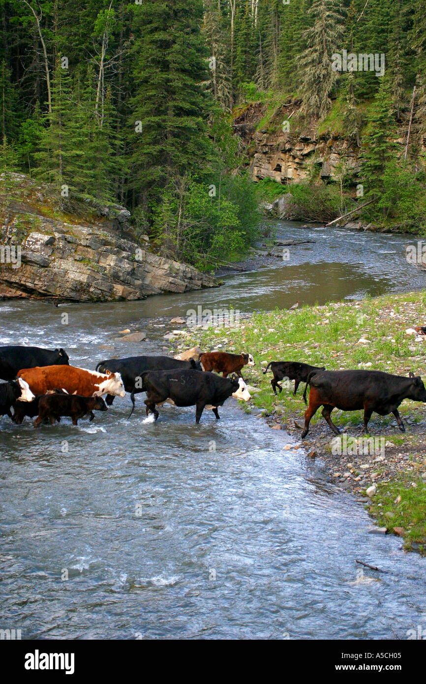 Livestock crossing a stream Stock Photo - Alamy
