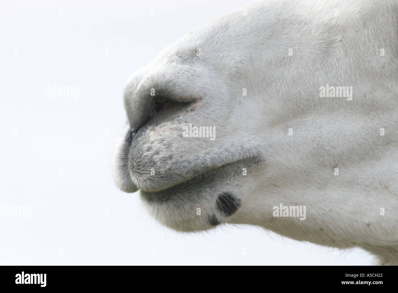 Nostril hole hi-res stock photography and images - Alamy