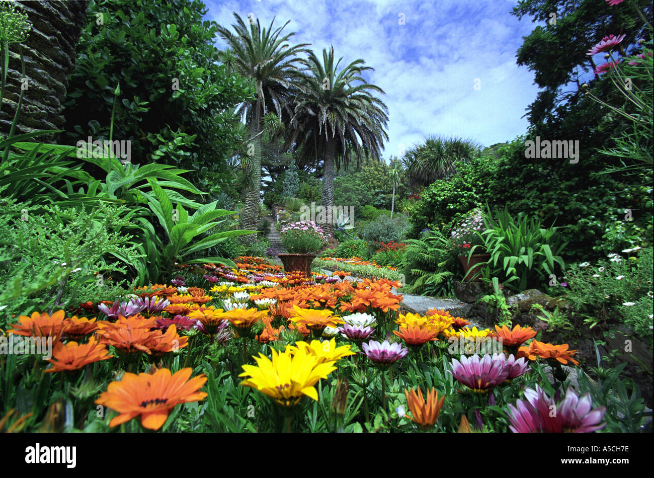 Palm trees and colourful flowers in Tresco s Abbey Gardens on the Isles ...