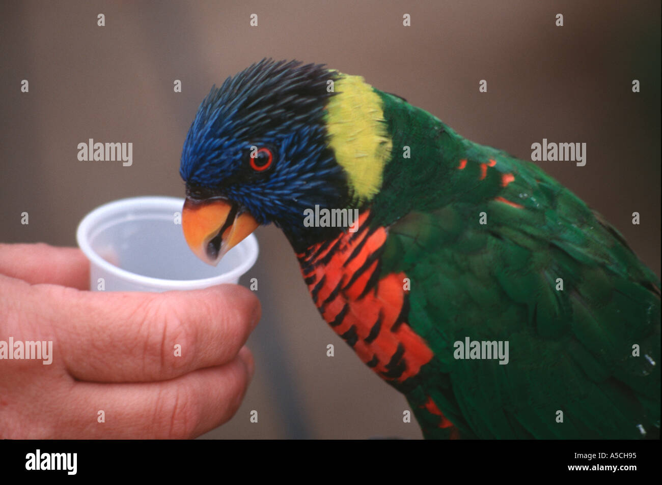Blue mountain lorikeet hi-res stock photography and images - Alamy