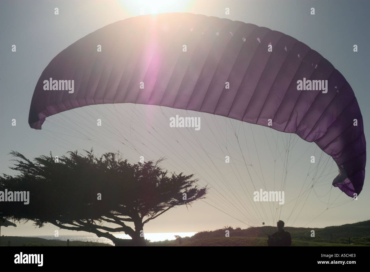 A horizontal color image of a purple sail board sail flying on land ...