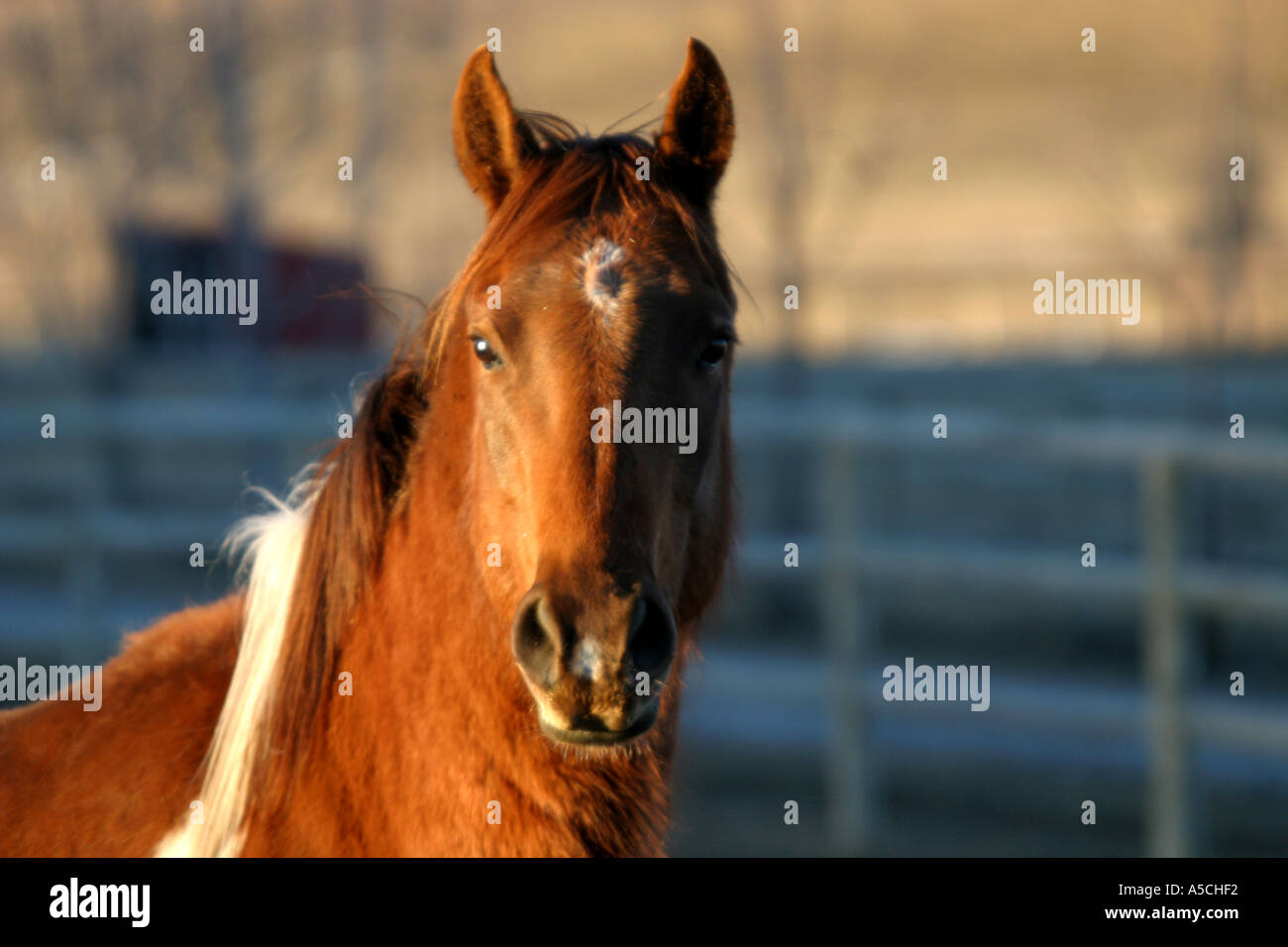 Horse relaxing in a pasture Stock Photo - Alamy