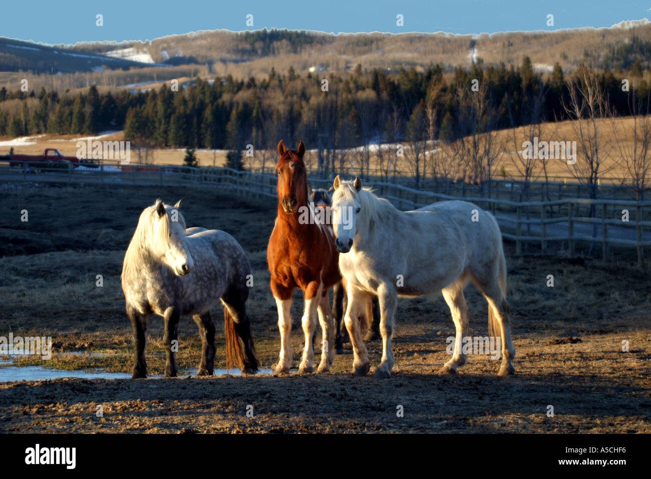 Horses relaxing in a pasture Stock Photo - Alamy
