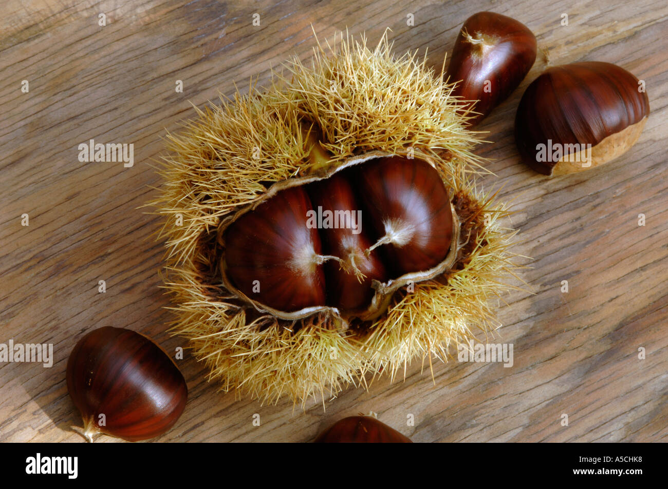 Nuts Seed Prickly High Resolution Stock Photography and Images - Alamy