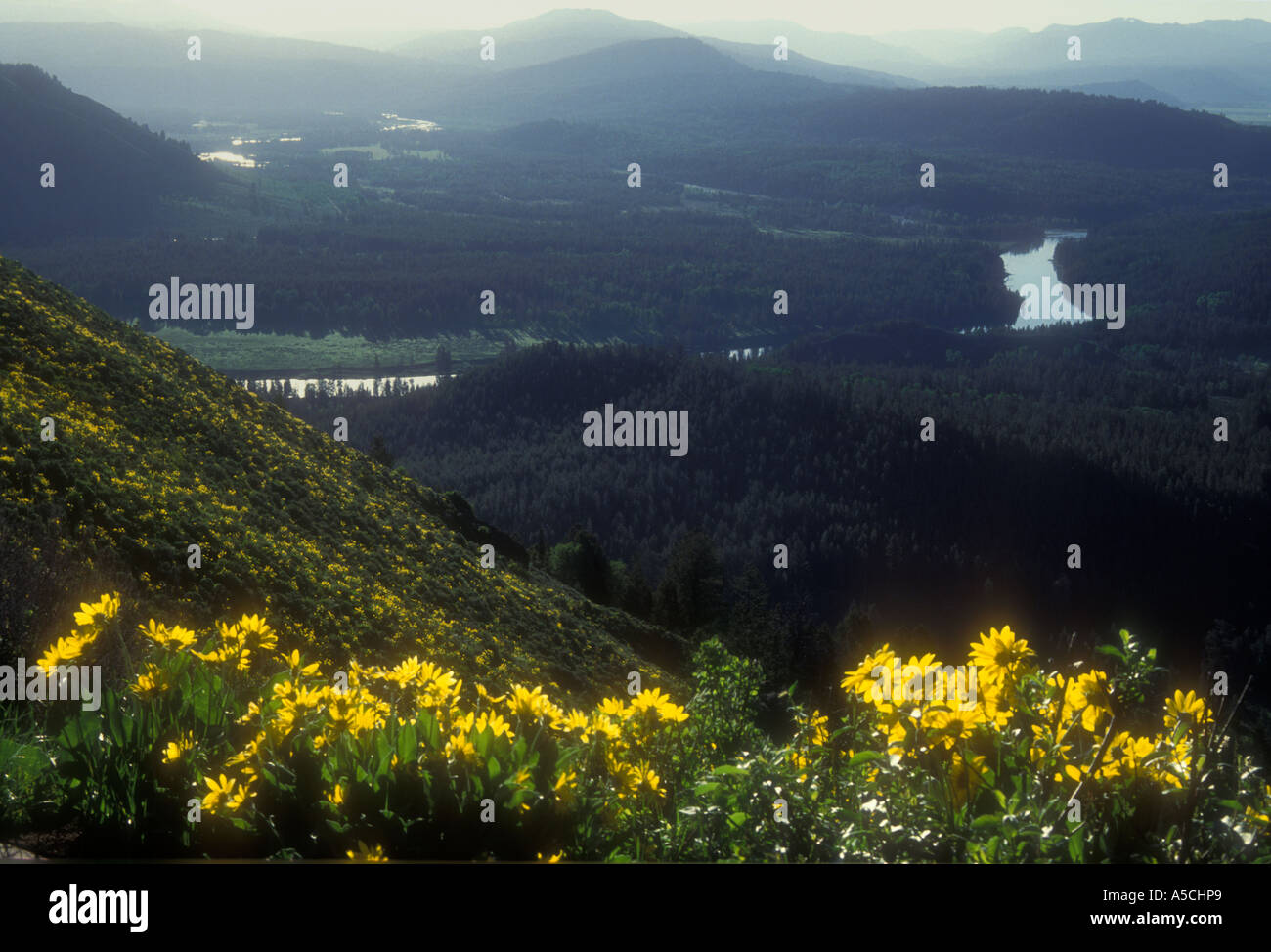 Mass of balsam root flowers overlooking distant Snake River. Grand ...