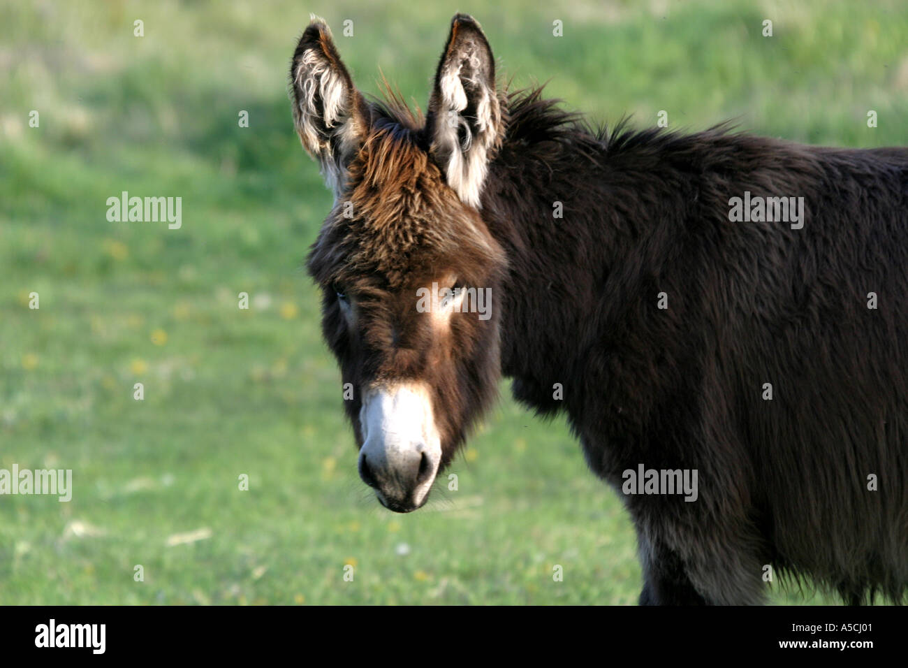 Very gentle donkey hi-res stock photography and images - Alamy
