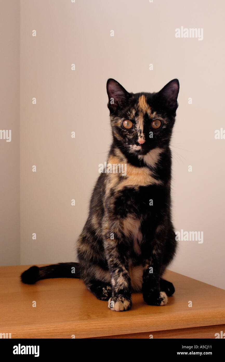 cat sitting on top of a filing cabinet Stock Photo - Alamy