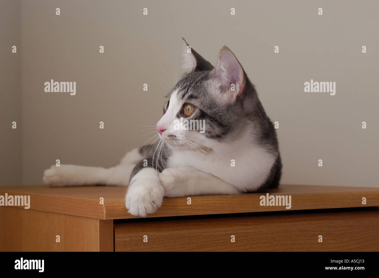 Cat on cabinet hi-res stock photography and images - Alamy