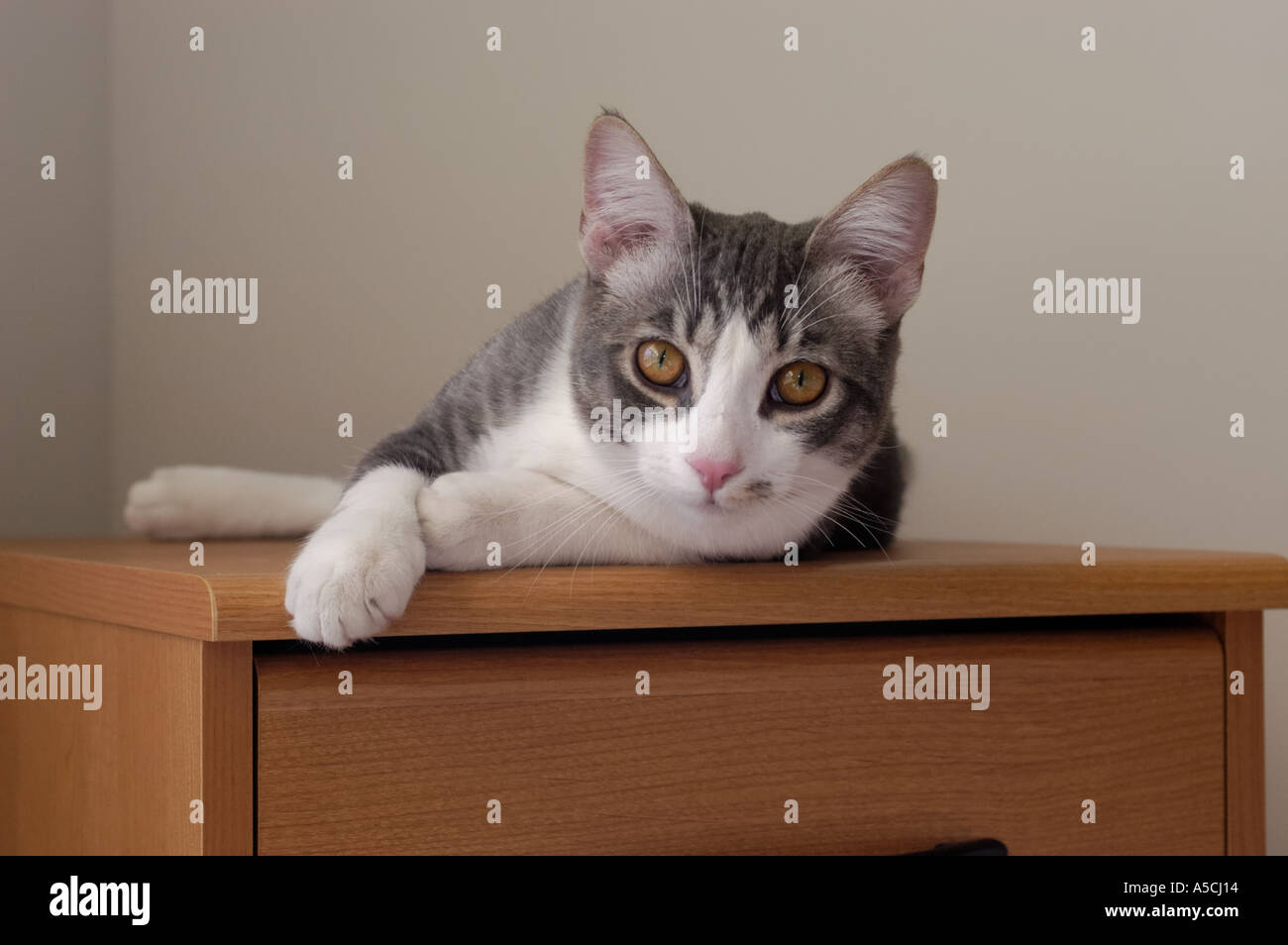 cat lying on top of a filing cabinet Stock Photo - Alamy