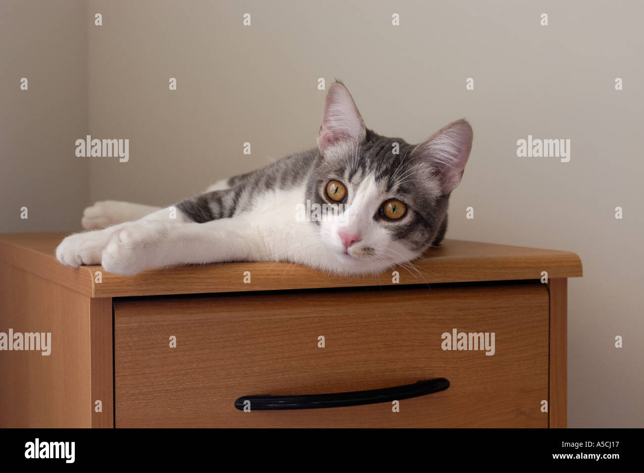 cat lying on top of a filing cabinet Stock Photo - Alamy