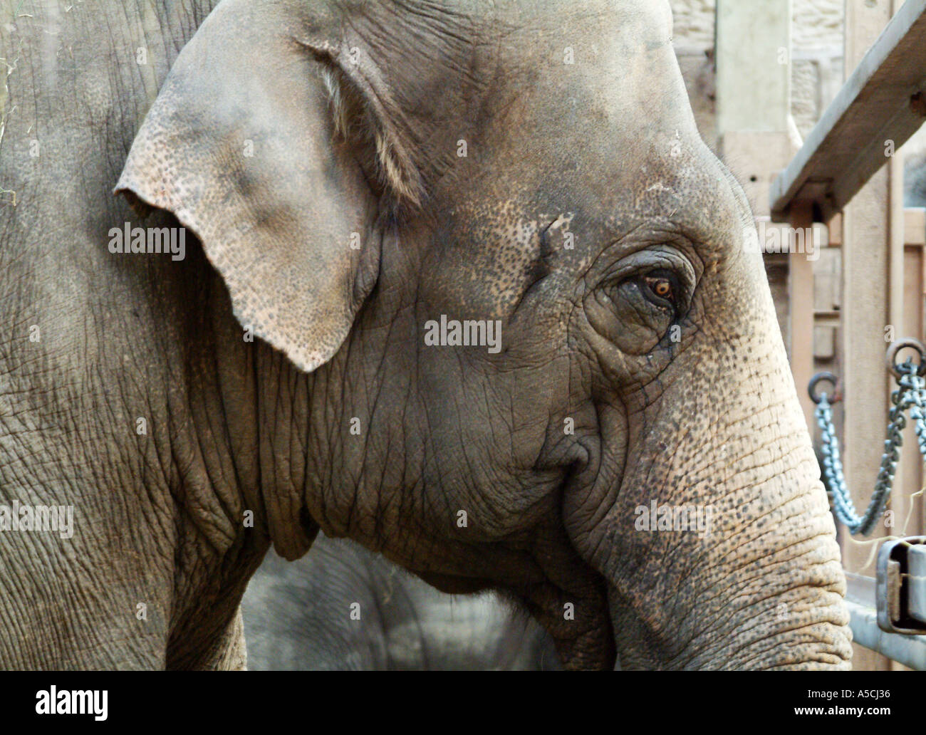 elephant head close up Stock Photo - Alamy