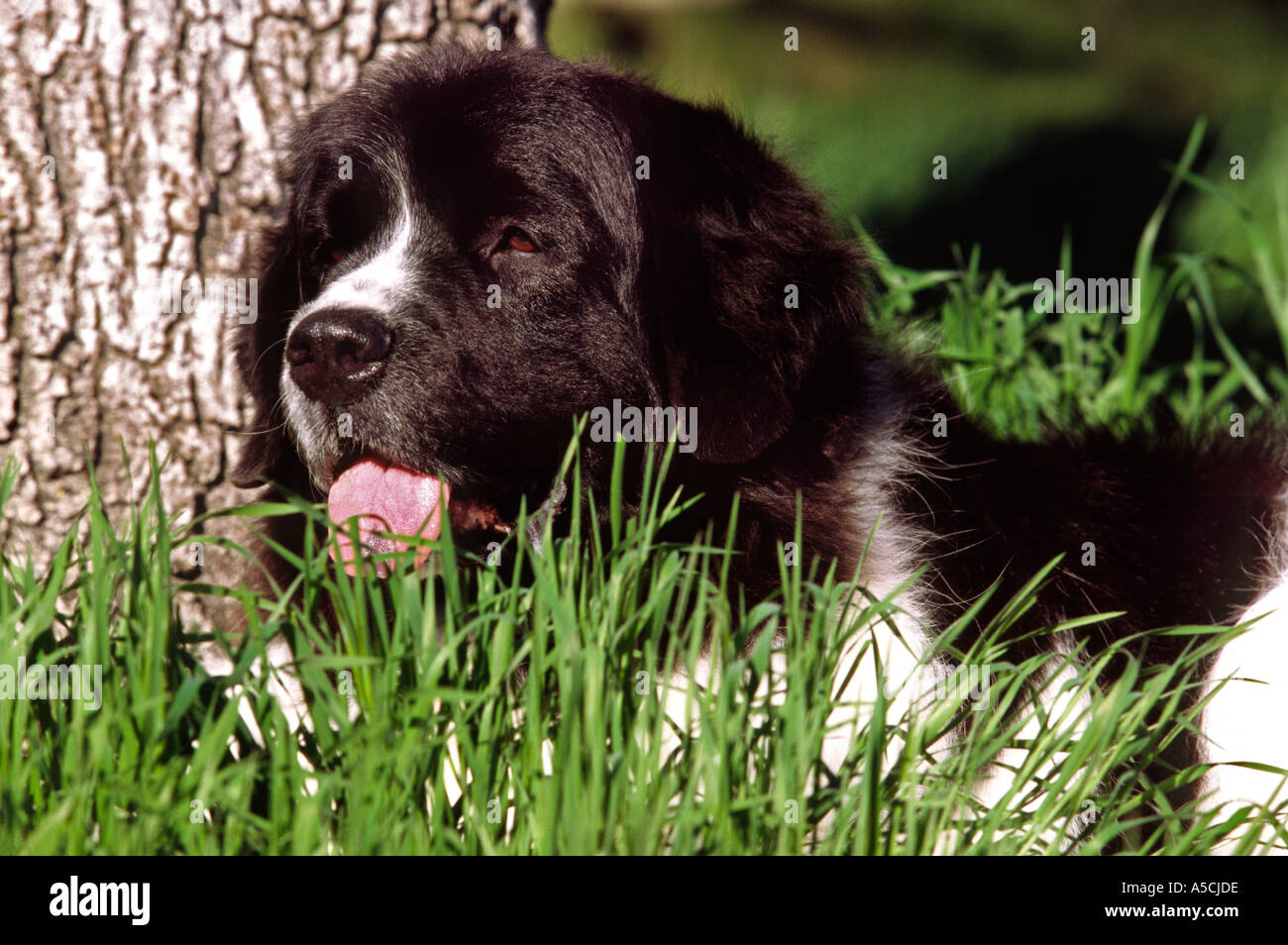 Portrait of Purebred Newfoundland Dog Model Released Image Stock Photo ...