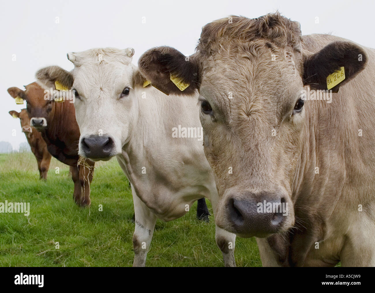 Cows near Greetsiel, East Frisia, Germany Stock Photo - Alamy