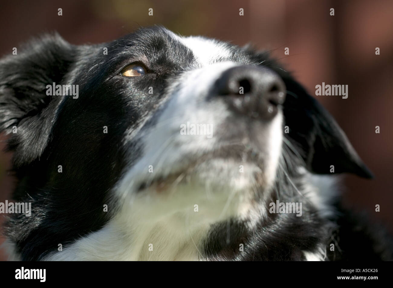 Purebred Border Collie Dog Model Released Image Stock Photo - Alamy