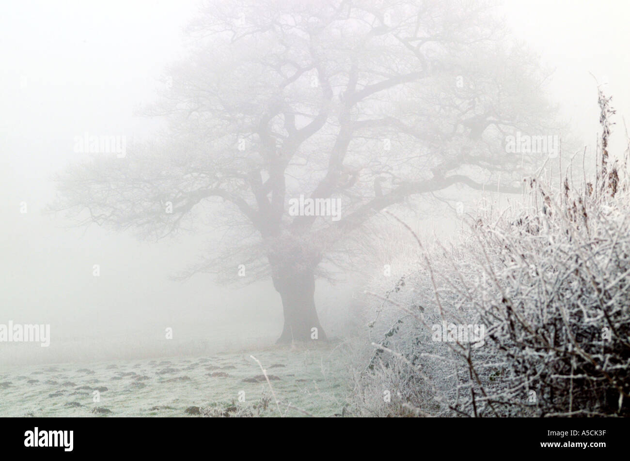 Freezing fog with tree in frostyfield Stock Photo - Alamy