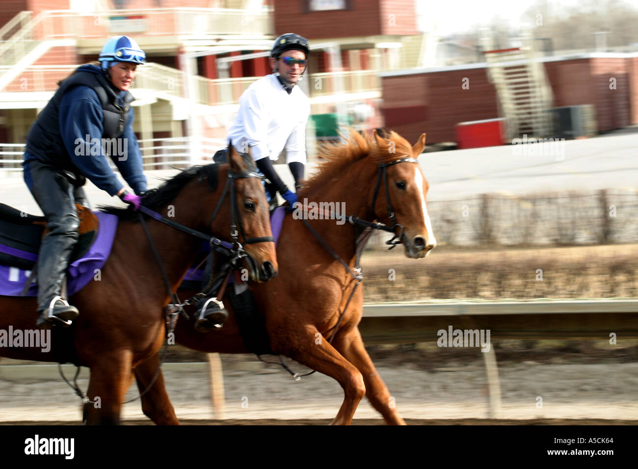 HORSES THOROUGHBRED RACING Calgary Alberta Canada Exercising the horses ...