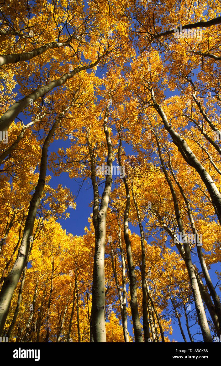 Looking up tall aspen trees hi-res stock photography and images - Alamy