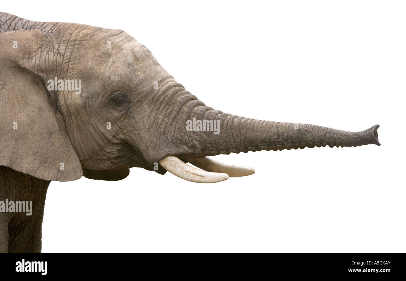 Elephant stretched out trunk hi-res stock photography and images - Alamy
