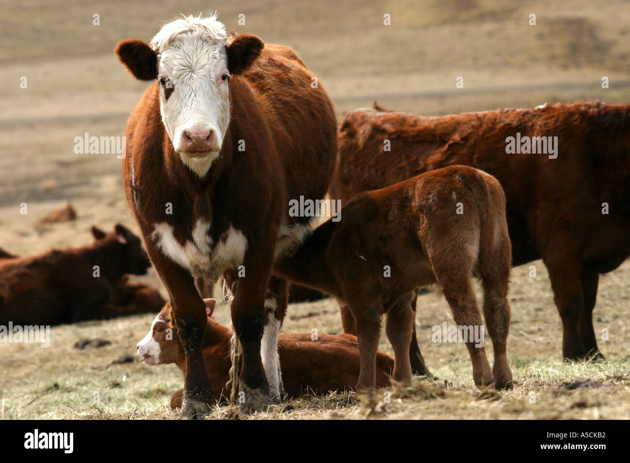 LIVESTOCK cow and calf Stock Photo - Alamy