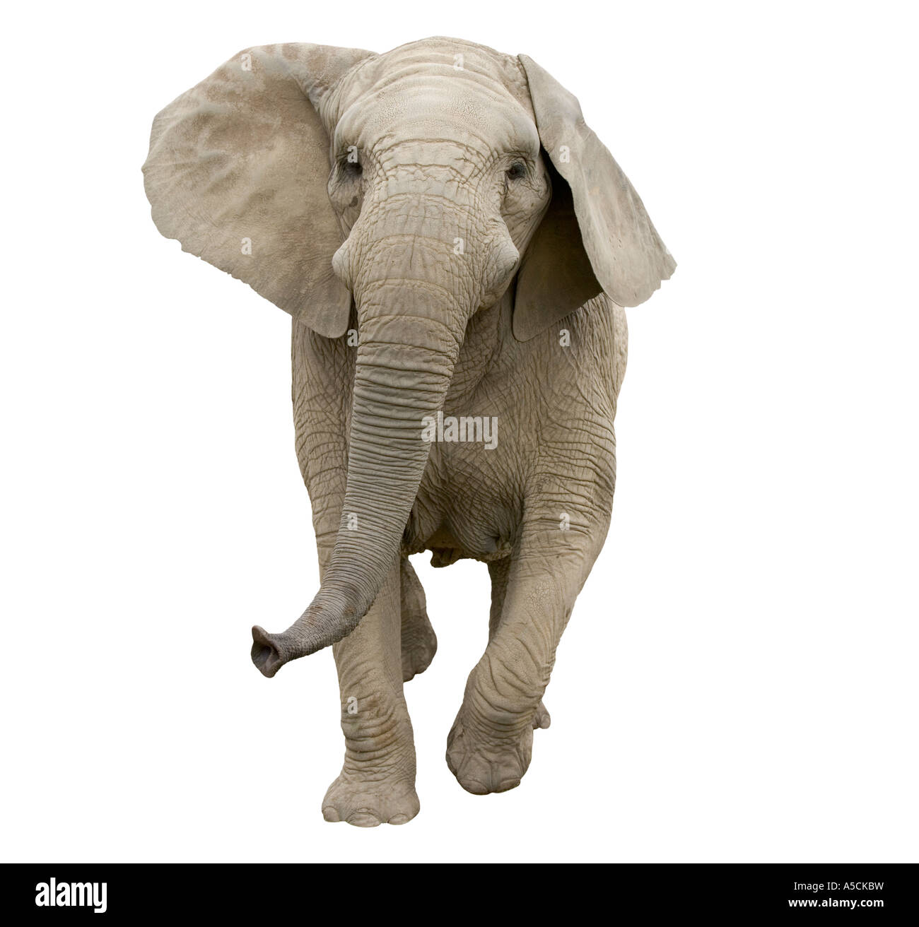 White elephant hi-res stock photography and images - Alamy