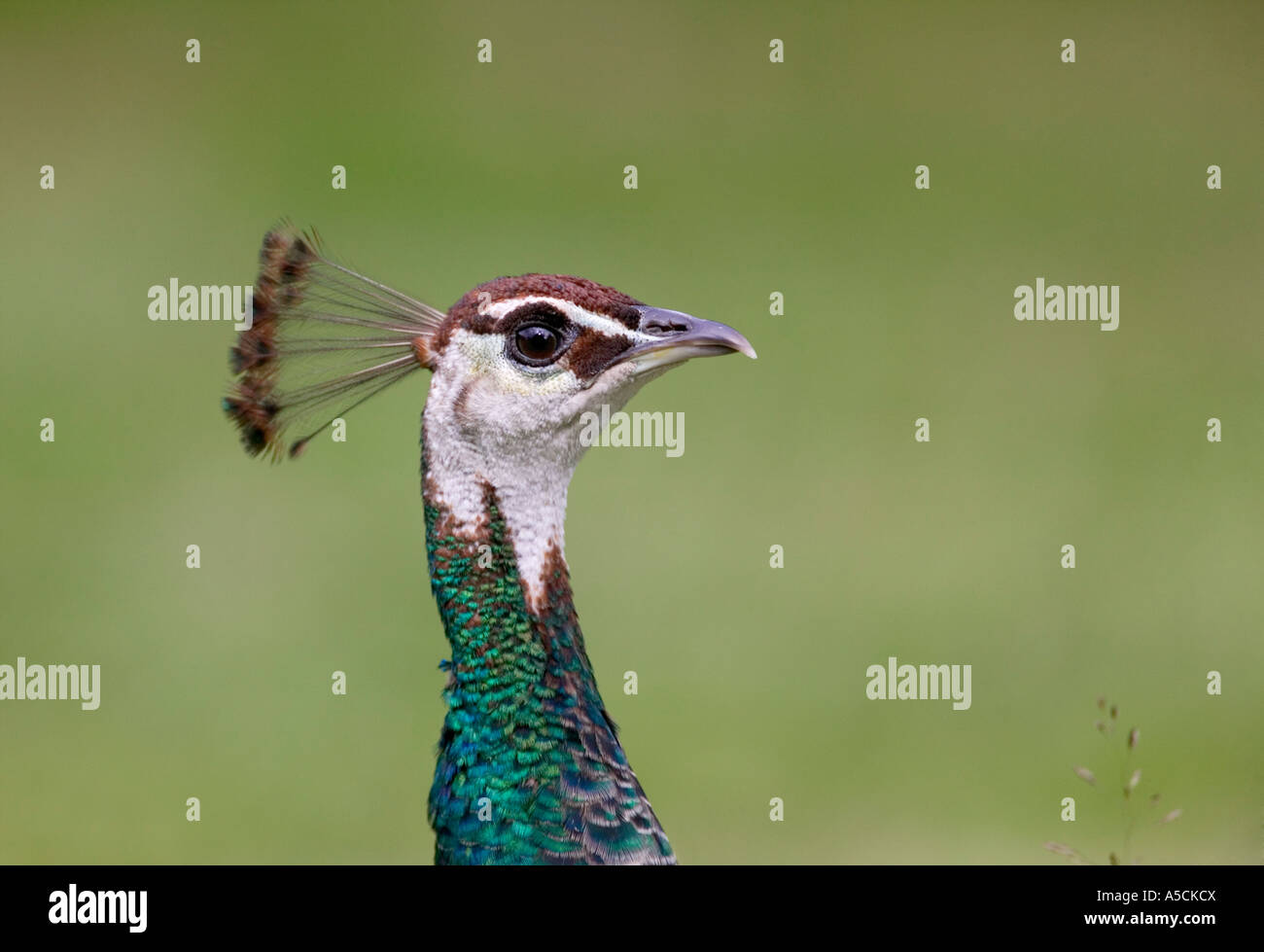 Female peahen hi-res stock photography and images - Alamy