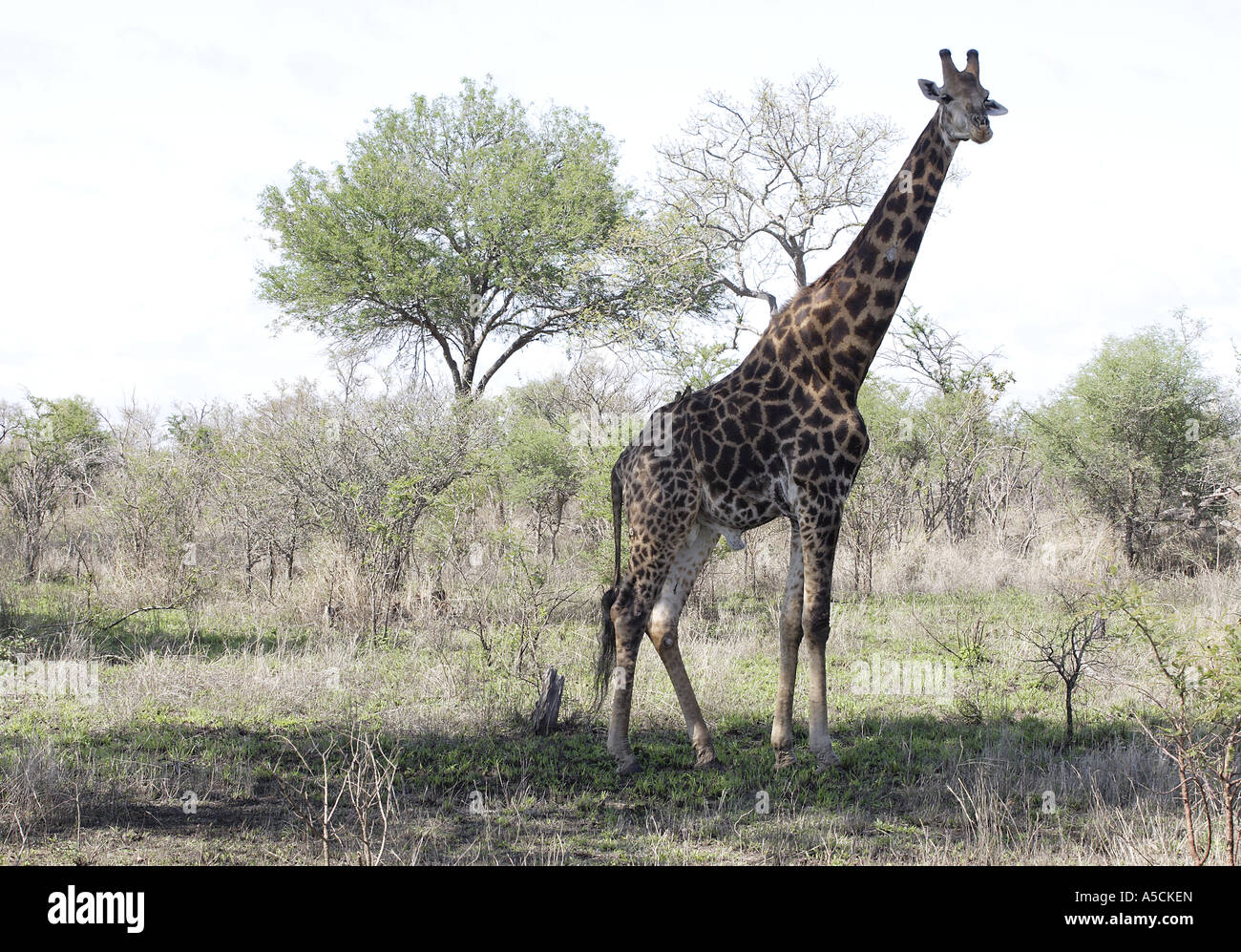 Lone giraffe in bushveld hi-res stock photography and images - Alamy