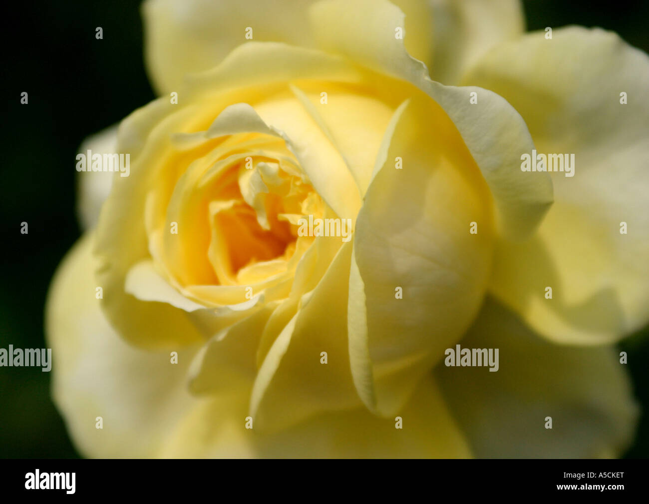 Yellow Sunlit Rose Stock Photo - Alamy