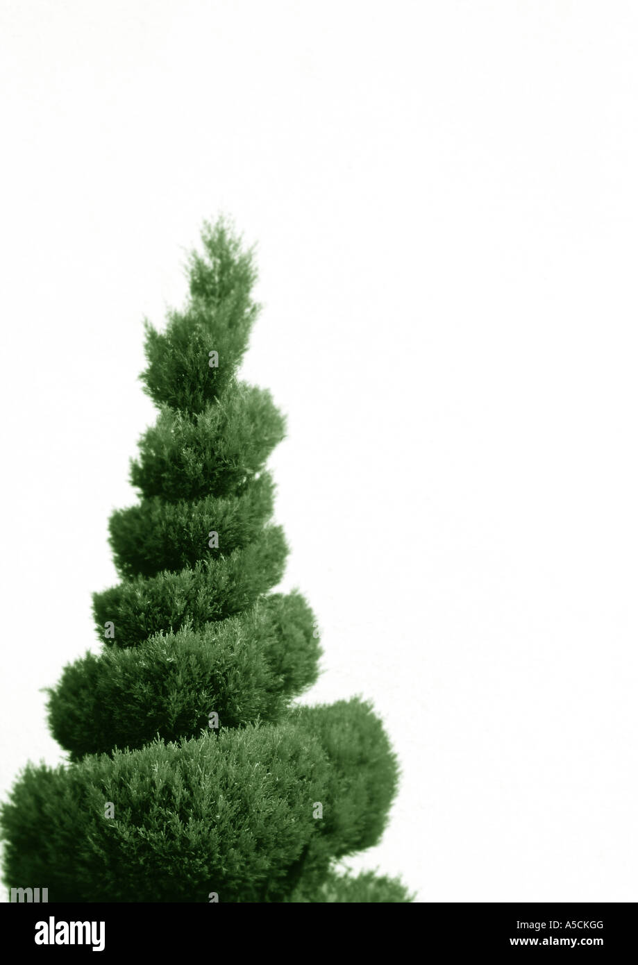 Twisted topiary tree hi-res stock photography and images - Alamy