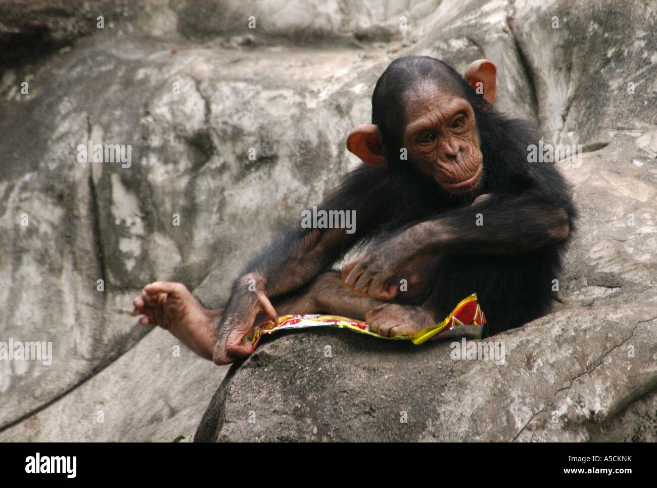 Little chimpanzee (Pan troglodytes) at Dusit Zoo in Bangkok, Thailand ...