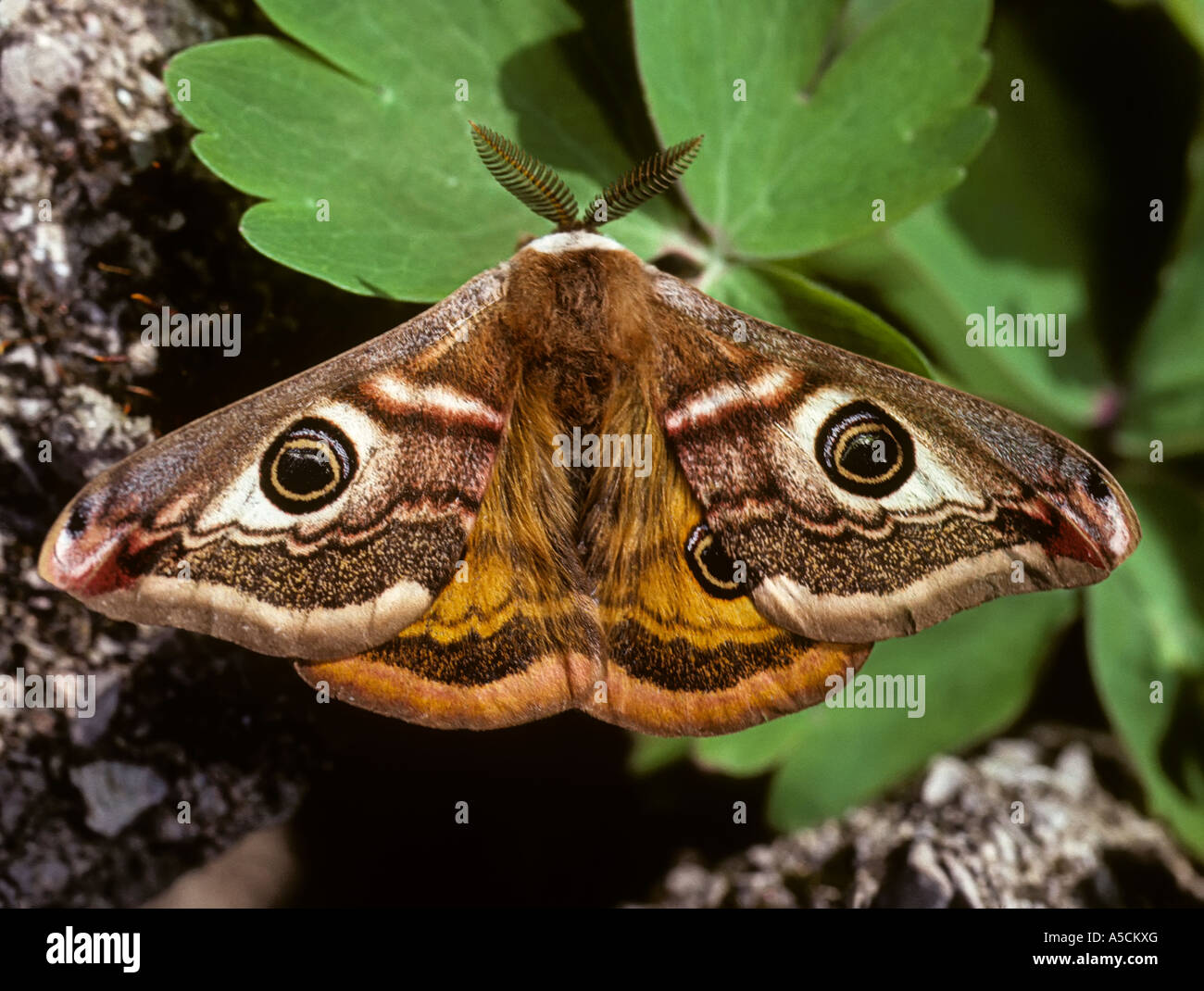 Emperor moth Saturnia pavonia UK Stock Photo - Alamy