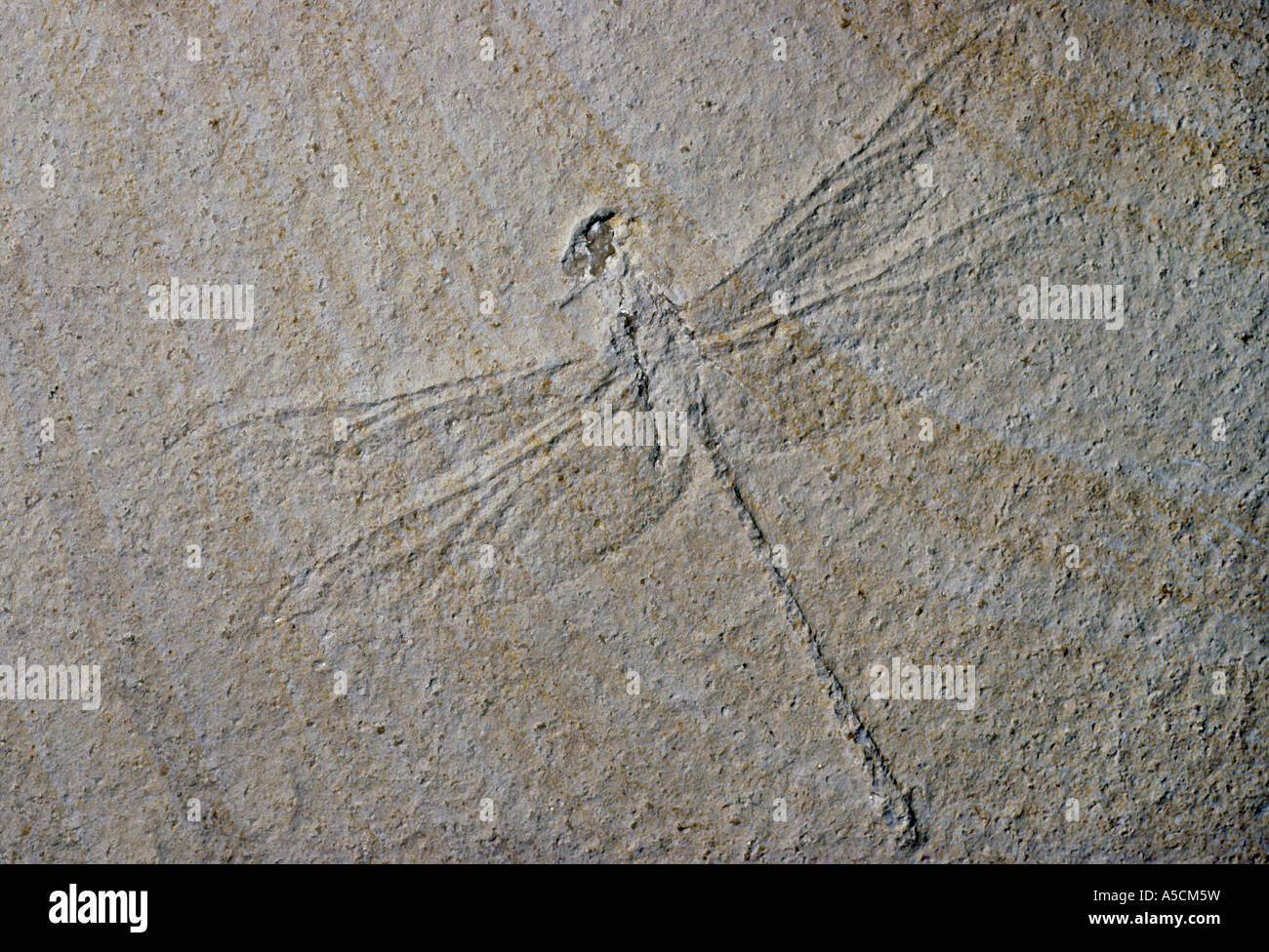 Fossil dragonfly insect wings hi-res stock photography and images - Alamy