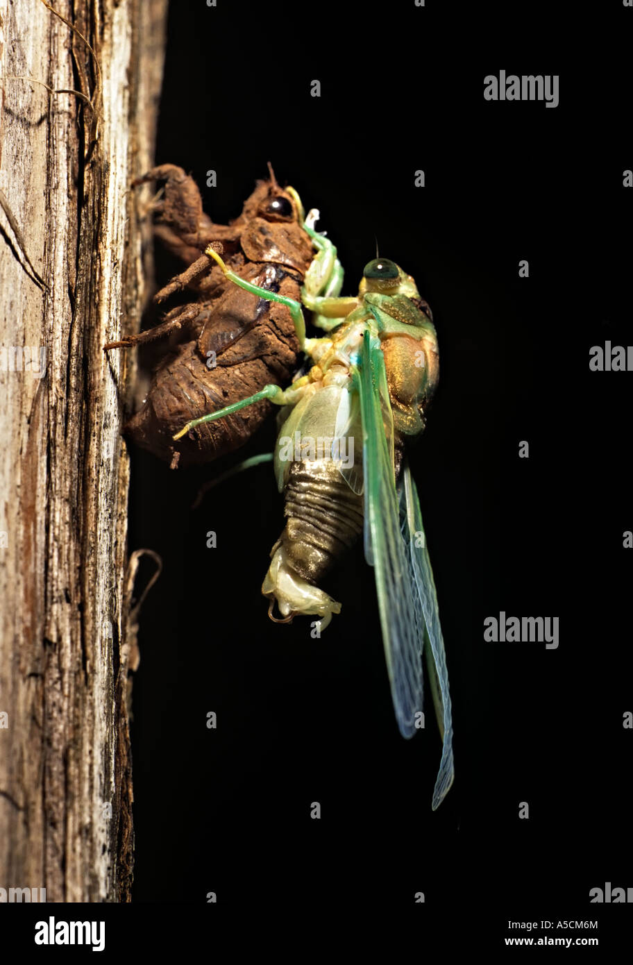 Cicada moulting from final instar case USA Stock Photo - Alamy