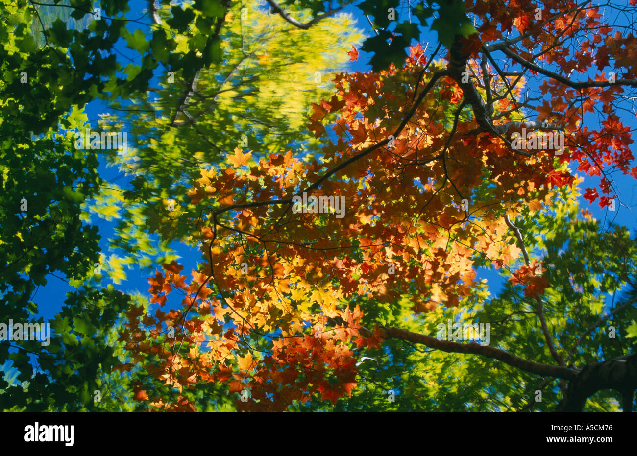 Autumn colours sugar maple Cape Breton Highlands National Park Nova ...