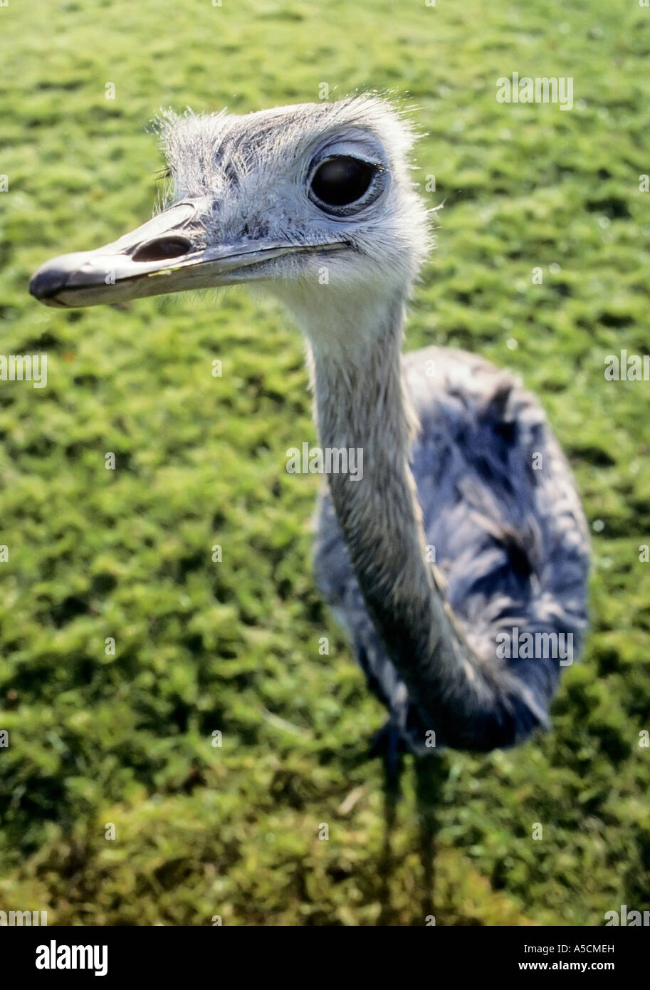 Inquisitive young ostrich Struthio camelus Stock Photo - Alamy