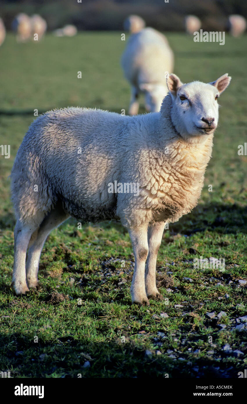 Lamb in field Black Mountains Wales UK Stock Photo - Alamy